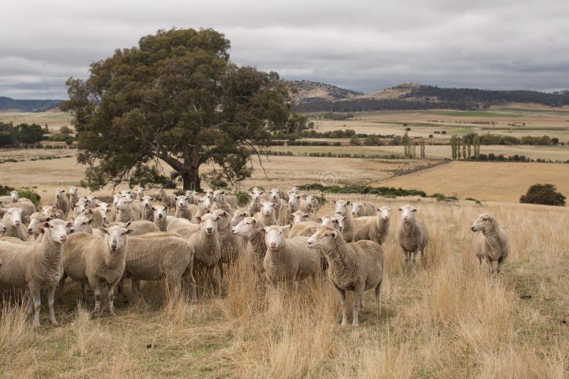 Sheep in Paddock stock photo. Image of australia, farming - 238484628