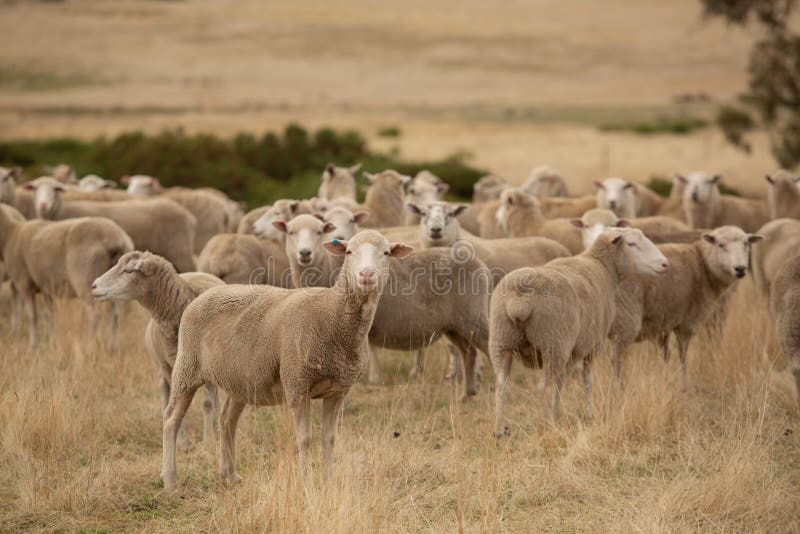 Sheep in Paddock stock photo. Image of livestock, tasmania - 238484654
