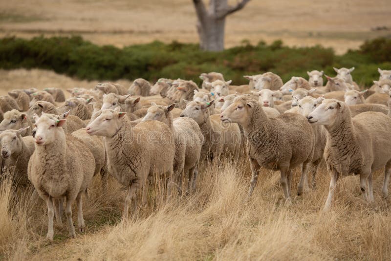Sheep in Paddock stock photo. Image of livestock, australian - 238484660