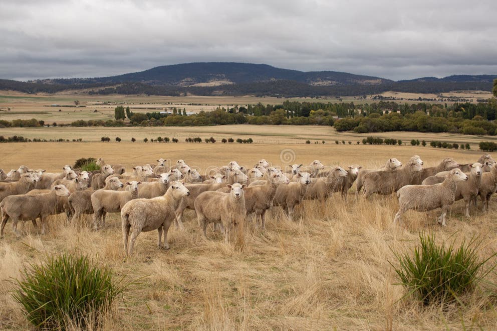 Sheep in Paddock stock image. Image of agriculture, tasmania - 238750087