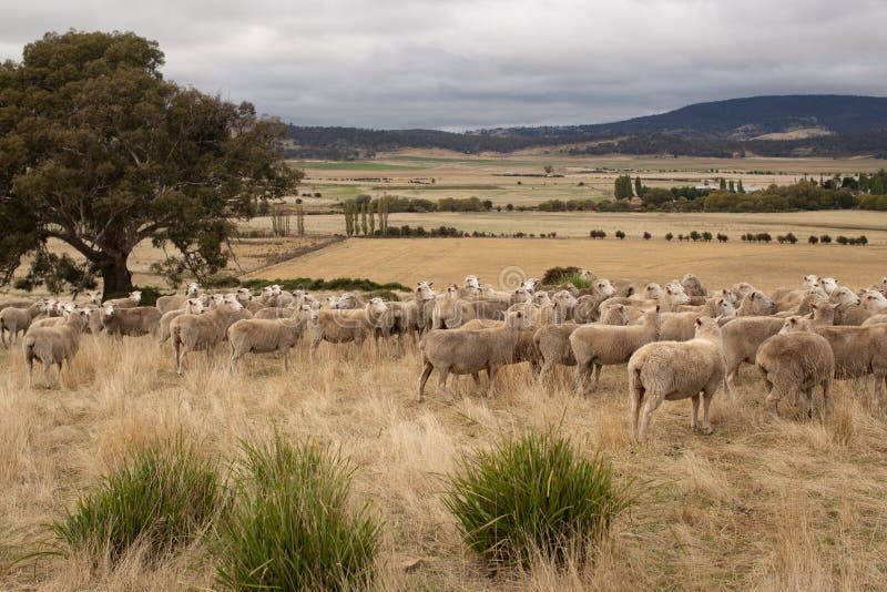 Sheep in Paddock stock photo. Image of fleece, grass - 238750092