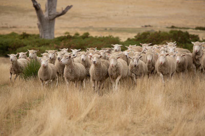 Sheep in Paddock stock photo. Image of tasmania, farm - 238750100