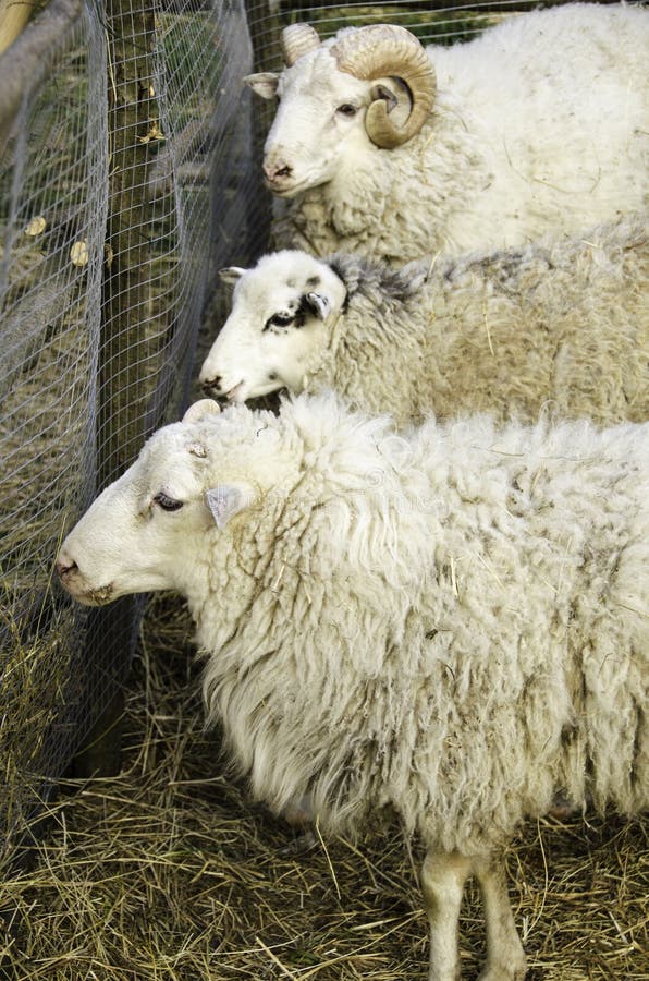 Sheep in the paddock. stock photo. Image of fence, white - 60042364