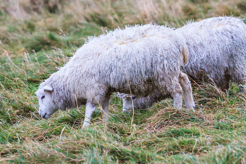 Sheep stock image. Image of wild, farm, animal, shaggy - 31949815