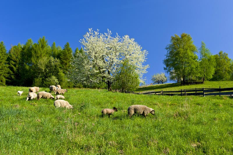 Sheep pasturage stock photo. Image of house, forest, farm - 25107104