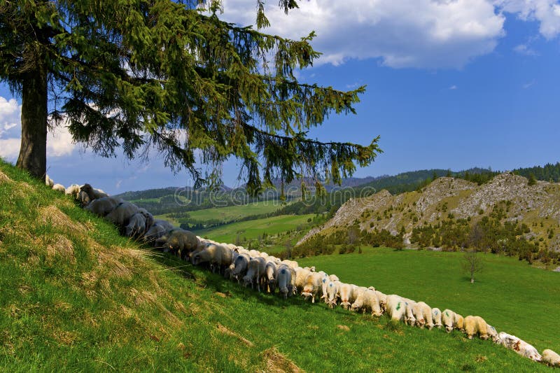 Sheep pasturage stock photo. Image of house, hill, nature - 25156866