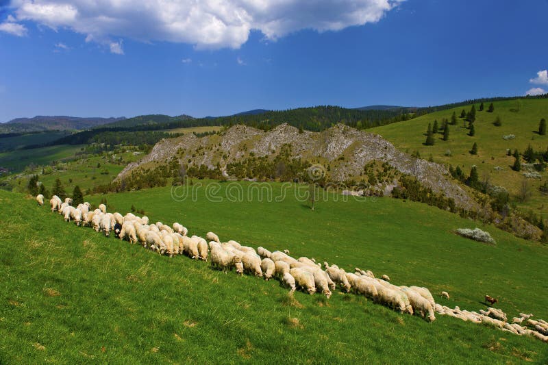 Sheep pasturage stock image. Image of pasturage, clearing - 25156869