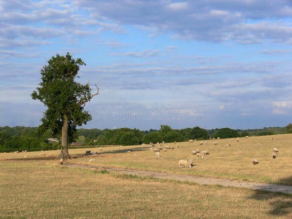 Sheep in pasture stock photo. Image of blue, nature, farmland - 1092502