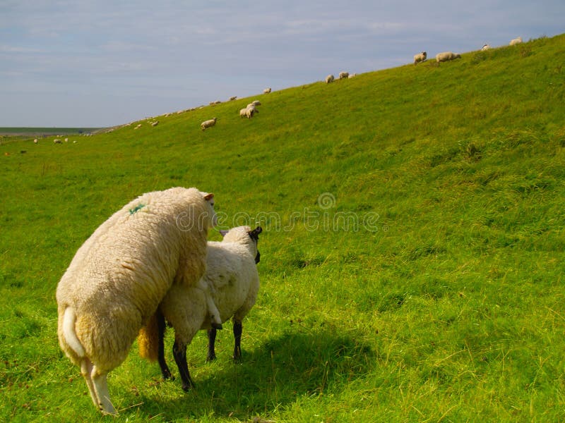 Sheep on pasture stock photo. Image of grass, farmland - 11485508