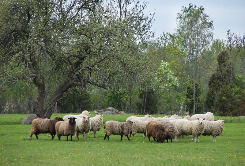 Sheep on the pasture stock image. Image of grass, countryside - 14633593