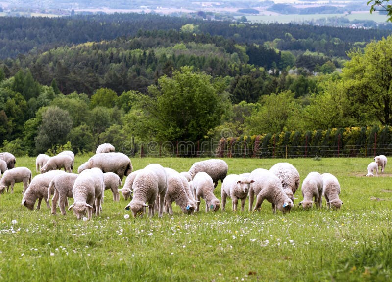 Sheep on pasture stock photo. Image of crowd, countryside - 27092626
