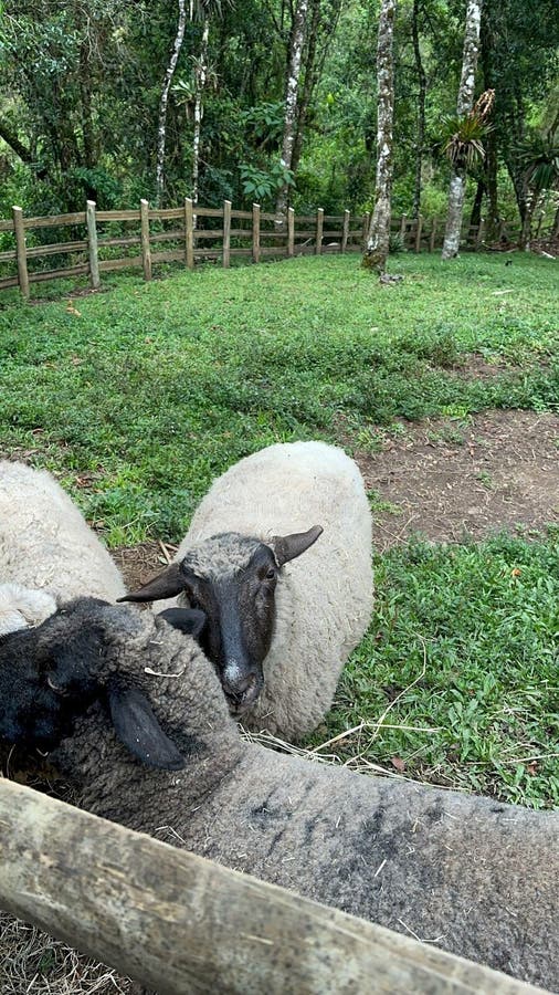Ugly Sheep in the Green Grass Stock Image - Image of farm, ovis: 351859247