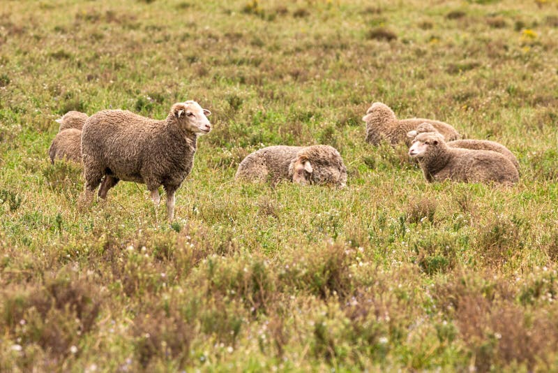Sheep in Pasture Early Morning Stock Photo - Image of graze, grazing ...