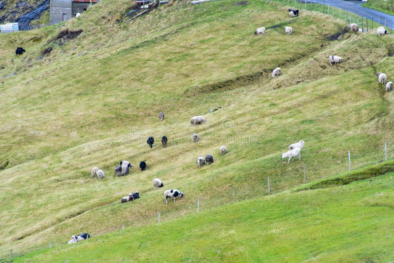 Sheep Pasture, Stone Walls, Haylands Bridge Over River Ure, Hawes ...