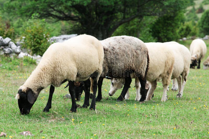 Sheep on pasture stock photo. Image of pasture, rural - 38547138