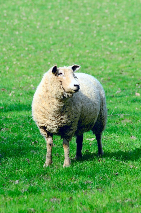 Sheep Pasture on the Green Field. Single Sheep Portrait. Single White ...