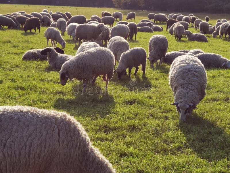 Sheep on Pasture in the Green Landscape Stock Image - Image of element ...