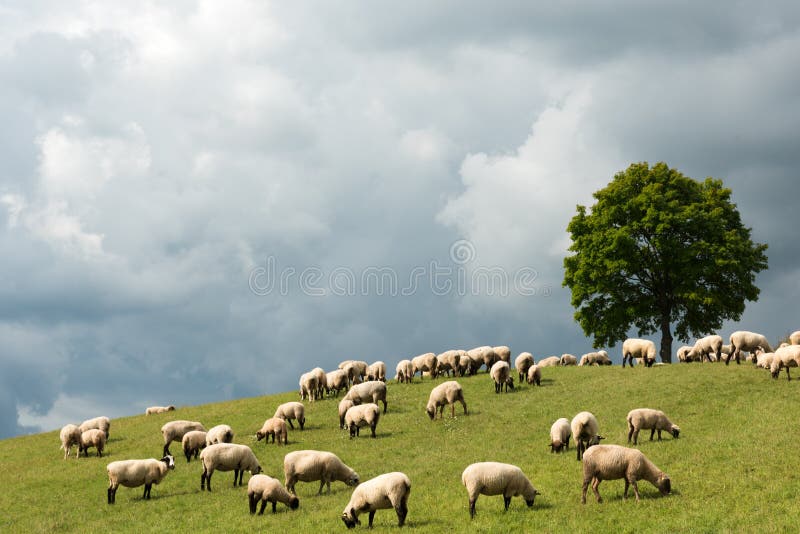 Sheep pasture on the hill stock image. Image of cloudy - 103814803