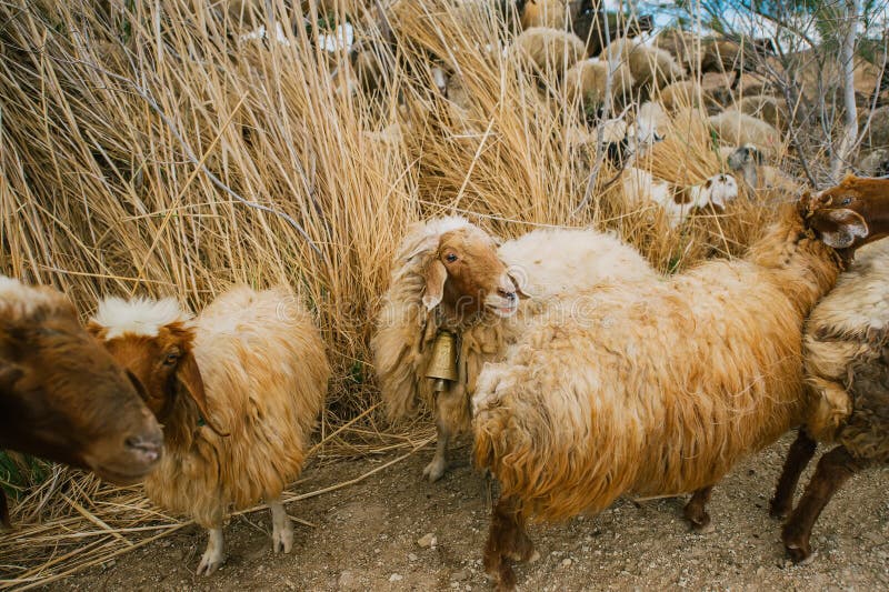 Sheep are on a Pasture in the Jordanian Mountains Stock Photo - Image ...
