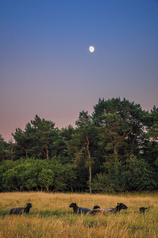 Moonlight Sheep Stock Photos - Free & Royalty-Free Stock Photos from ...