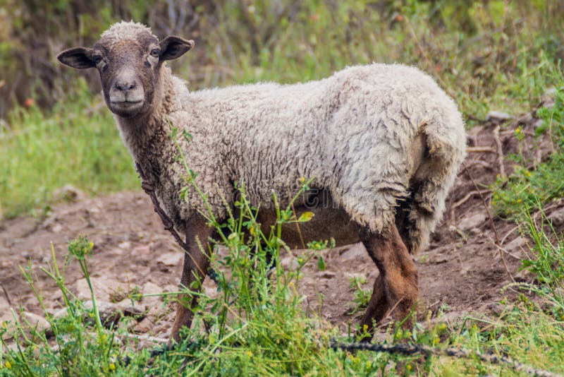 Sheep stock photo. Image of peru, pasture, herd, cute - 132321336