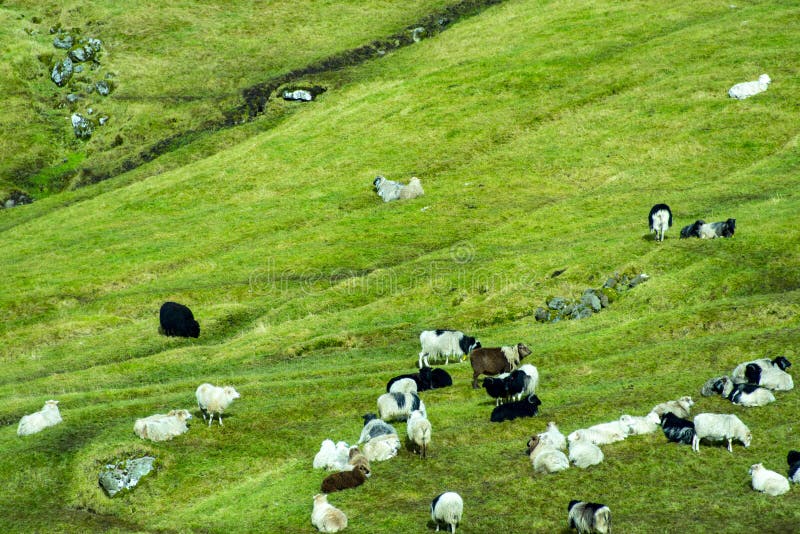 Sheep Pasture, Stone Walls, Haylands Bridge Over River Ure, Hawes ...