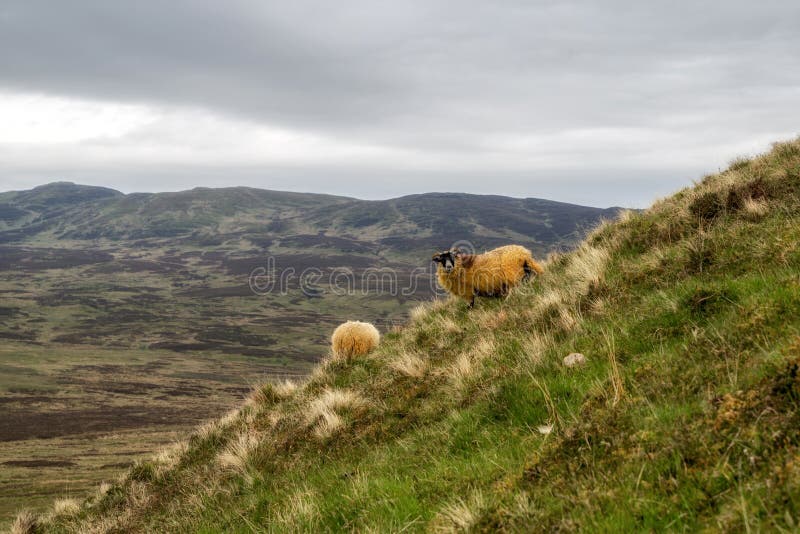 Sheep on pasture stock image. Image of scotland, land - 133375277
