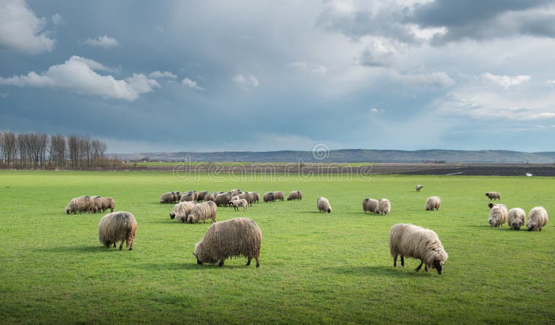 Sheep On Pasture Royalty Free Stock Photo - Image: 37197305