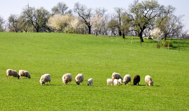 Sheep on pasture stock photo. Image of grazing, background - 35332256