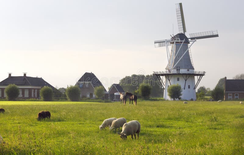 Sheep on Pasture by Windmill in Summer Stock Image - Image of groningen ...