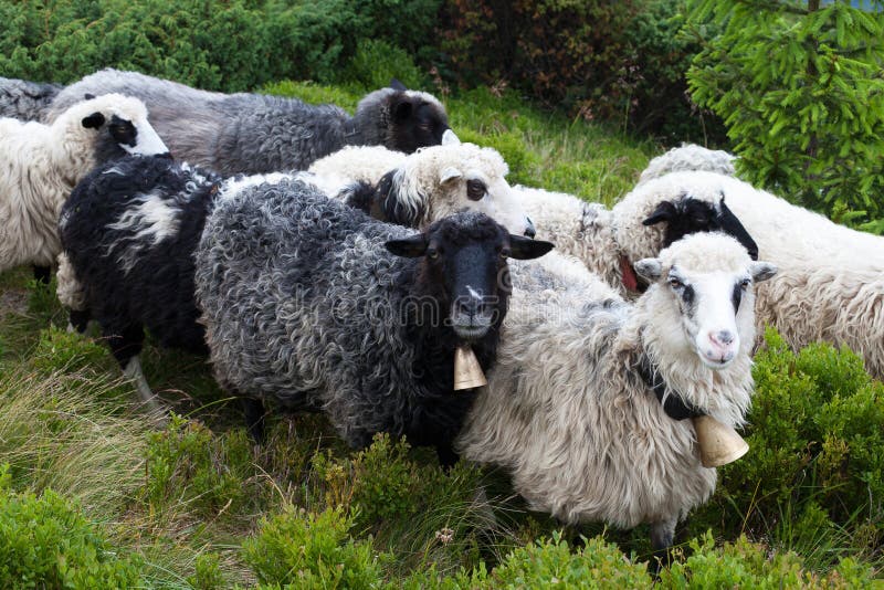 Sheep on the Trail in the Mountains Stock Image - Image of landscape ...