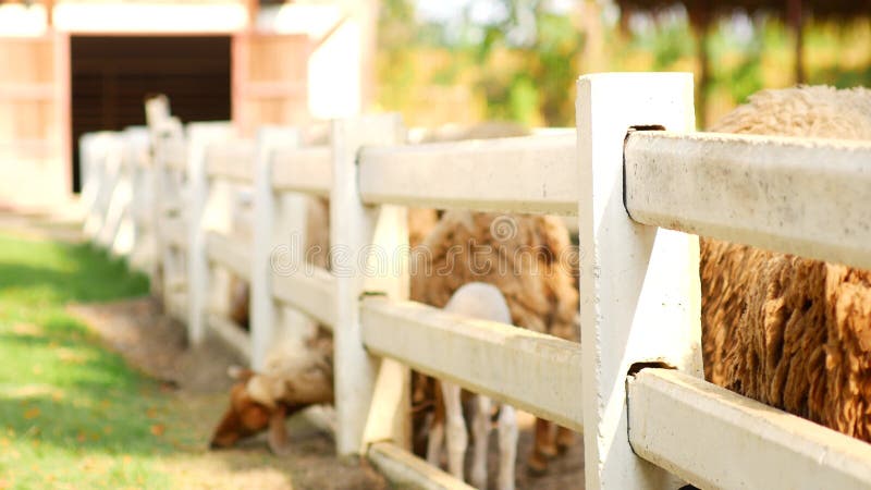 Sheep in the Pen on the Farm Stock Video - Video of group, herd: 276778391