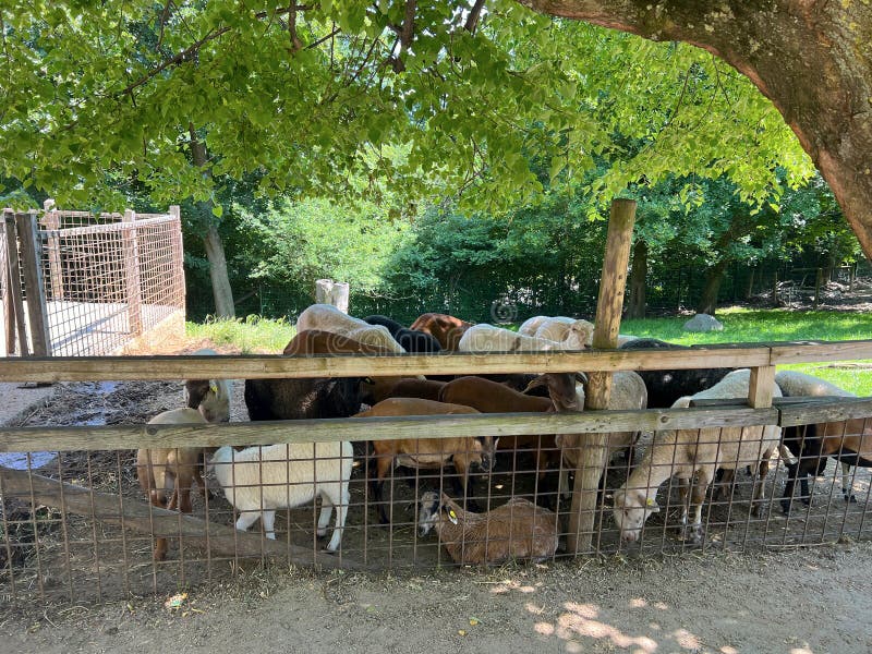 Sheep in a pen on a farm editorial stock photo. Image of white - 388368963