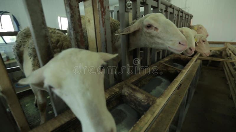Sheep pen stock video. Video of flock, farmanimal, bleater - 89323583