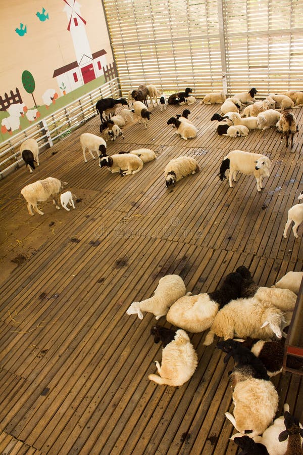 Sheep pen stock image. Image of friendly, animals, woolly - 35637829