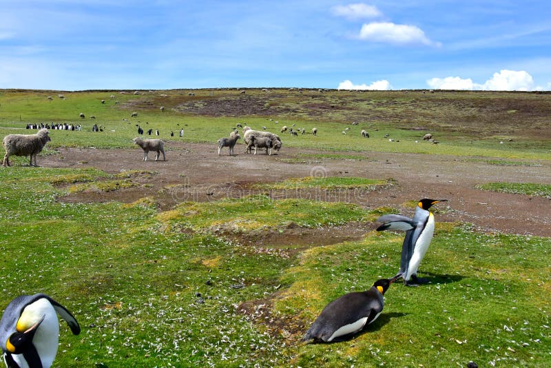 Sheep and Penguins on the Falkland Islands Stock Image - Image of blue ...