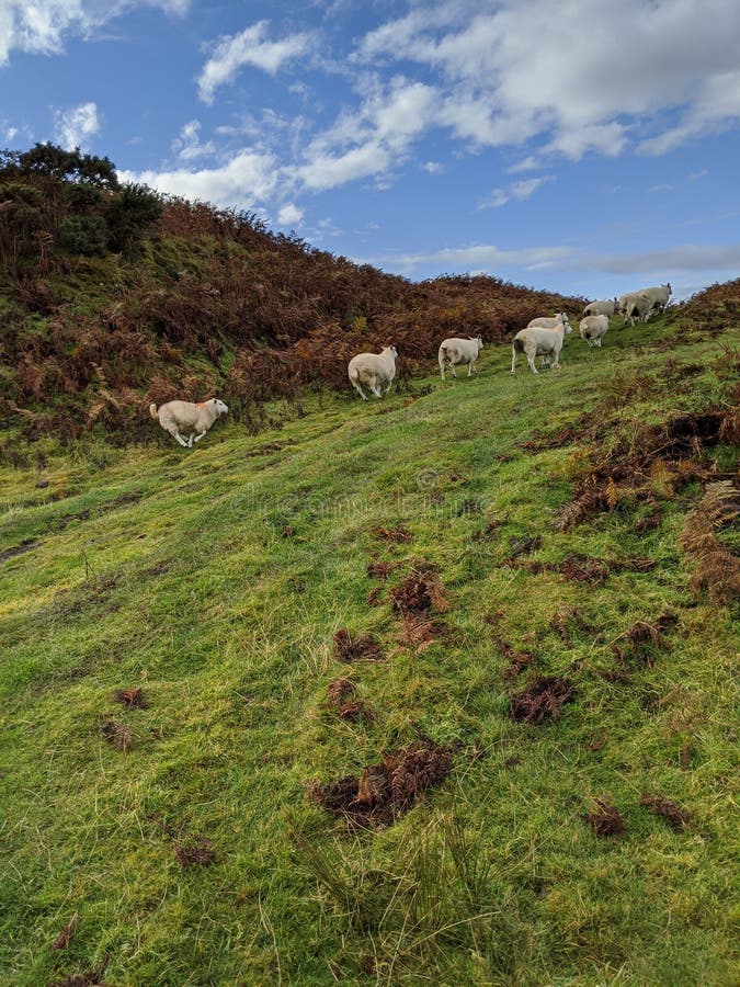 1,388 Scottish Hillside Stock Photos - Free & Royalty-Free Stock Photos ...