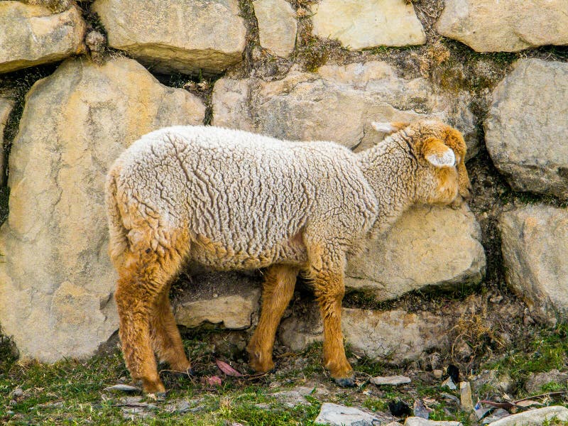 Sheep in Peru - Latin America Stock Image - Image of bolashy, frontier ...