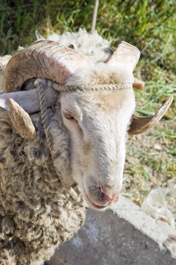 Sheep Tied Rope Stock Photos - Free & Royalty-Free Stock Photos from ...