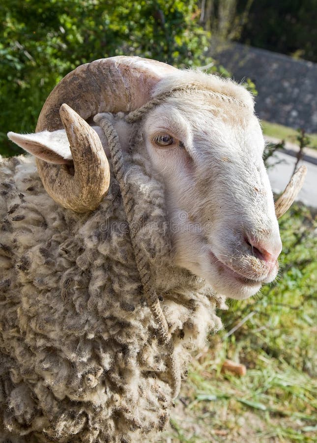 Sheep Tied Rope Stock Photos - Free & Royalty-Free Stock Photos from ...