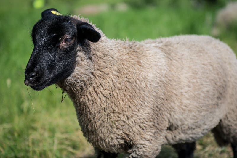 Staring Black sheep stock photo. Image of animal, staring - 57336216