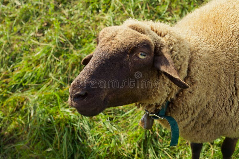 Sheep stock image. Image of farm, farming, autumn, hill - 47444535