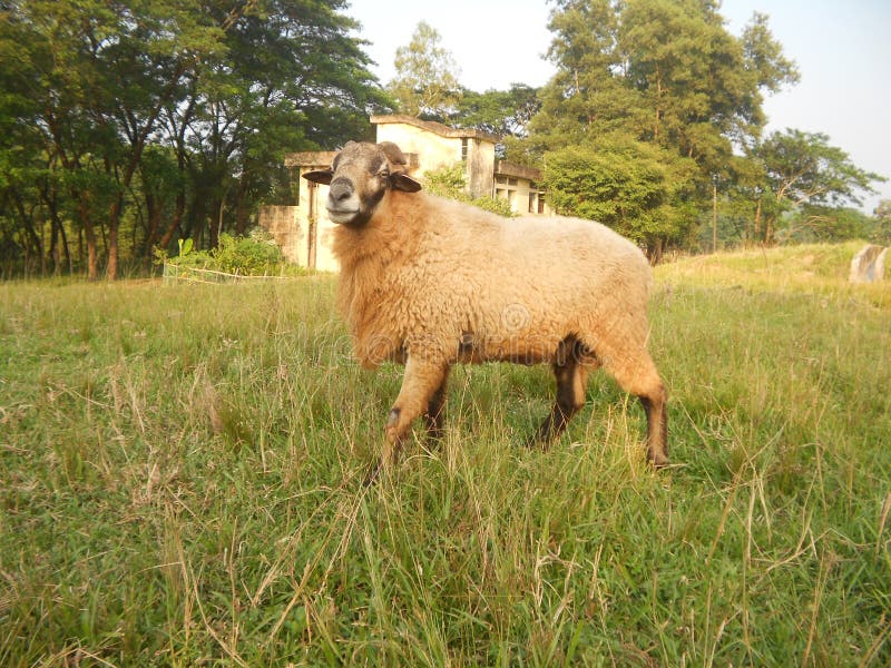 Sheep stock photo. Image of mutton, goat, buck, stuff - 89240014