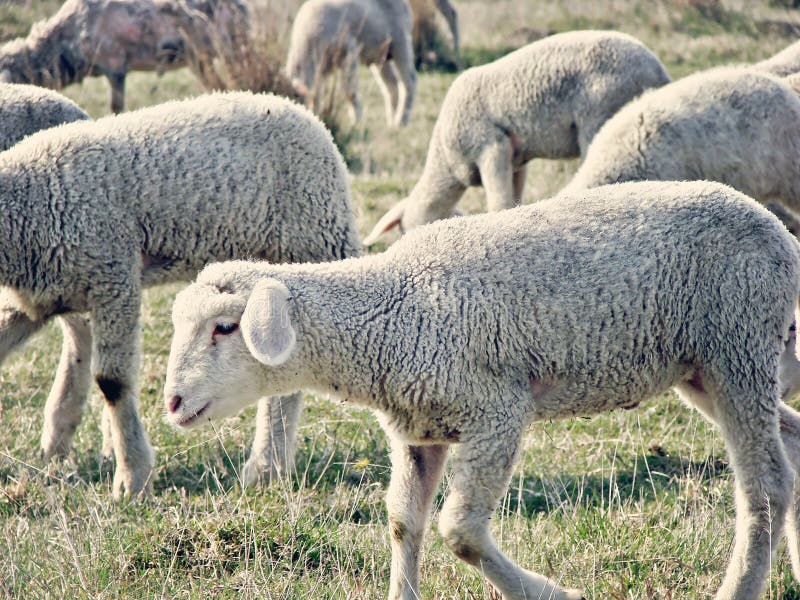 The black sheep stock photo. Image of wool, farming, misfit - 10864