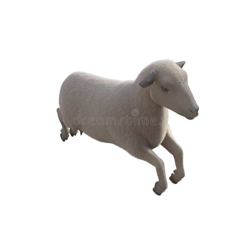 Sheep Photorealistic in Different Poses Isolated on White Background ...