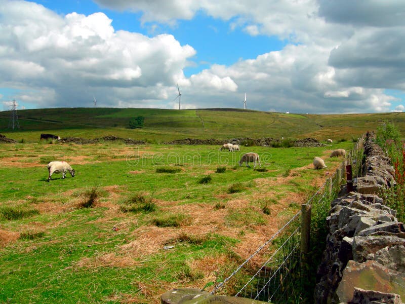 Sheep in Pick up Bank stock photo. Image of kingdom, animals - 57994752