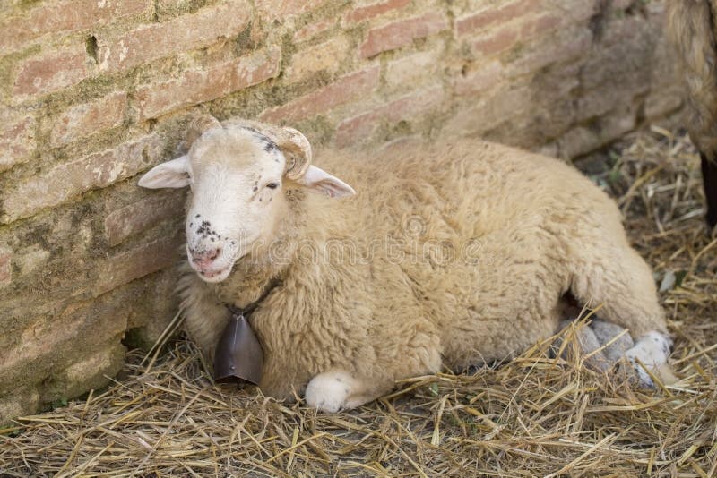 Sheep stock image. Image of resting, outdoors, rural - 44696069