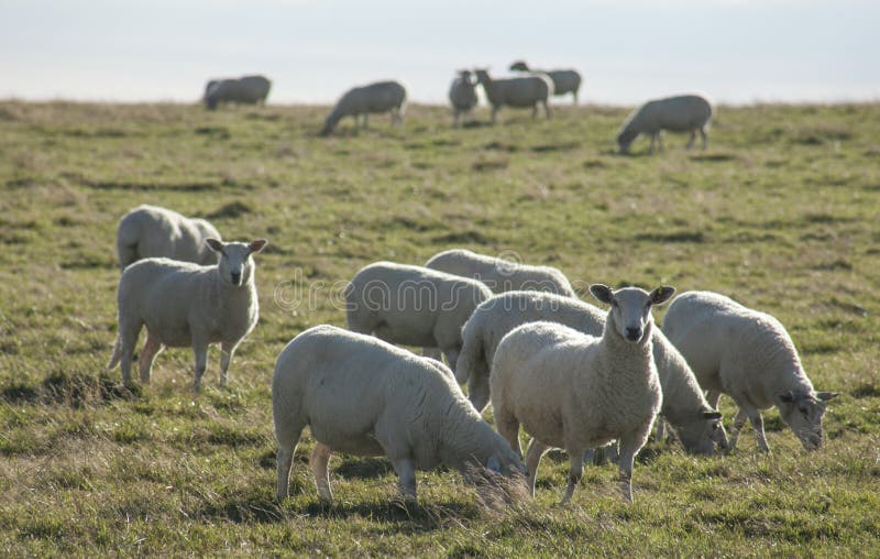 Sheep. stock photo. Image of eating, farm, sheep, blue - 78040482