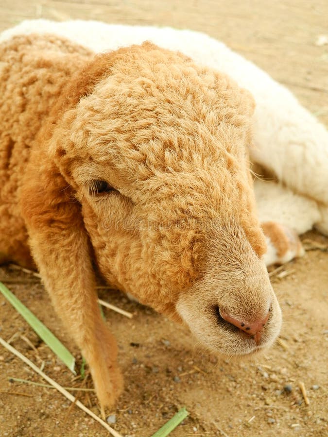 Sheep stock photo. Image of asian, freedom, nature, sheep - 72744868