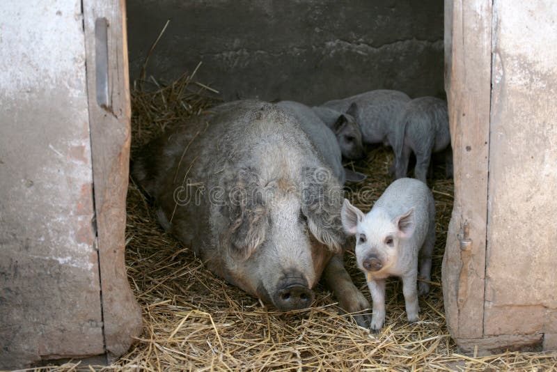 Sheep pig stock image. Image of sheep, babies, hairy - 81520881